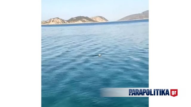 Κορινθιακός κόλπος: Καρχαρίας σε απόσταση… αναπνοής από την ακτή ...