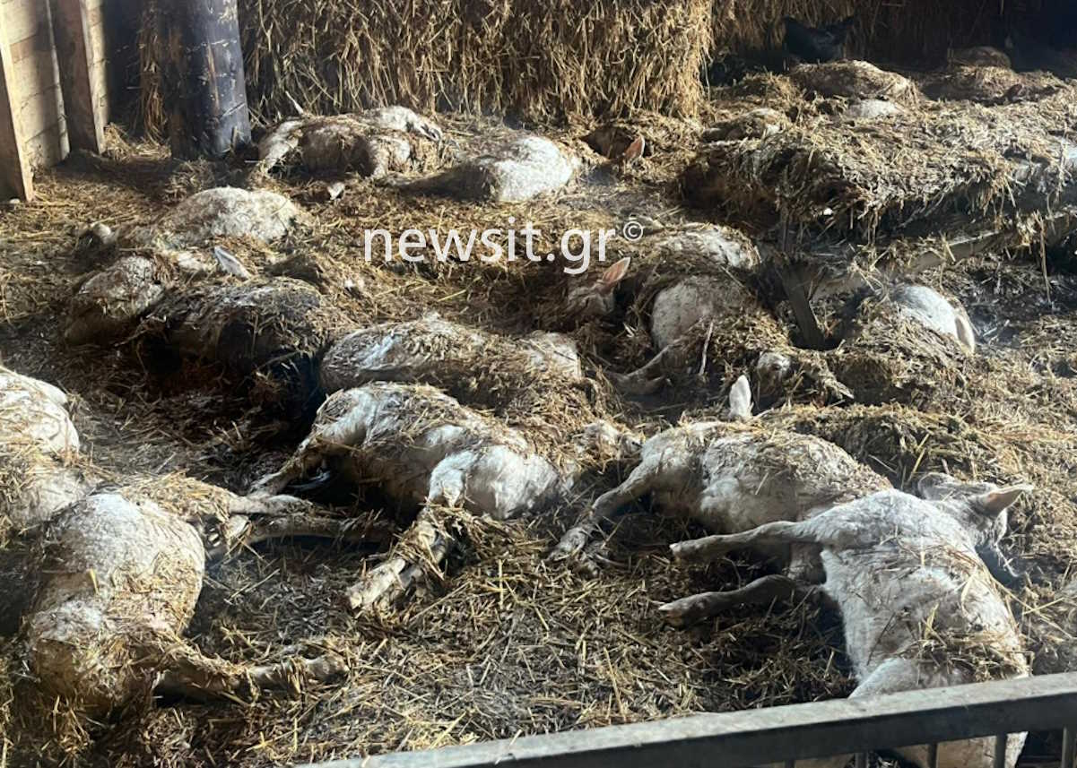 Η κακοκαιρία έπνιξε 300 πρόβατα κτηνοτρόφου στην Κατερίνη - Εικόνες που ...
