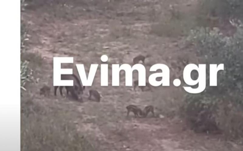 Αγέλη αγριογούρουνων έφτασε σε αυλή σπιτιού στην Χαλκίδα (VIDEO ...