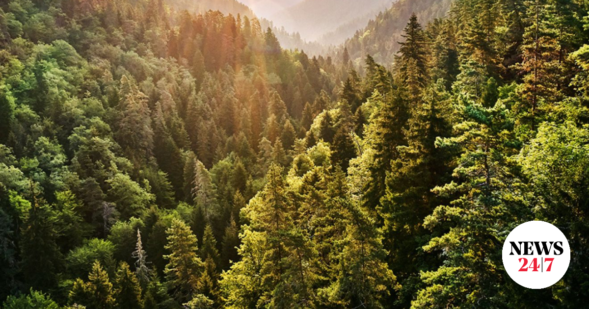 Η συμβολή των Εθελοντικών Ομάδων Δασοπυροπροστασίας στην πρόληψη και ...