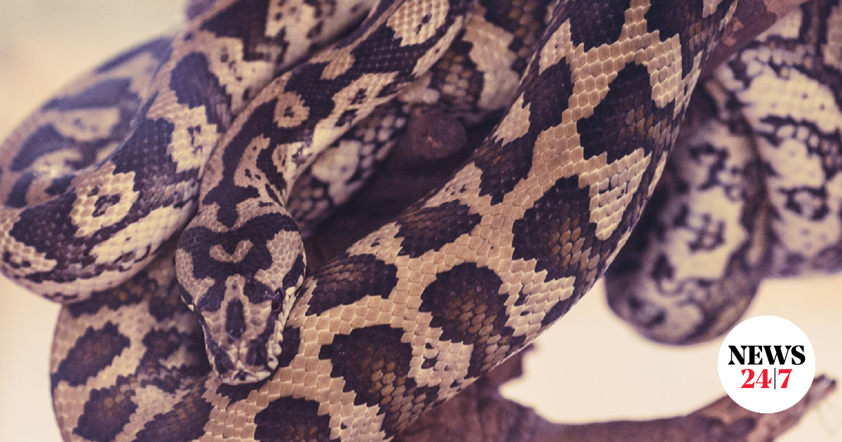 Φίδια στην Ελλάδα: Πώς να αναγνωρίσετε την οχιά - Τι να κάνετε αν σας ...