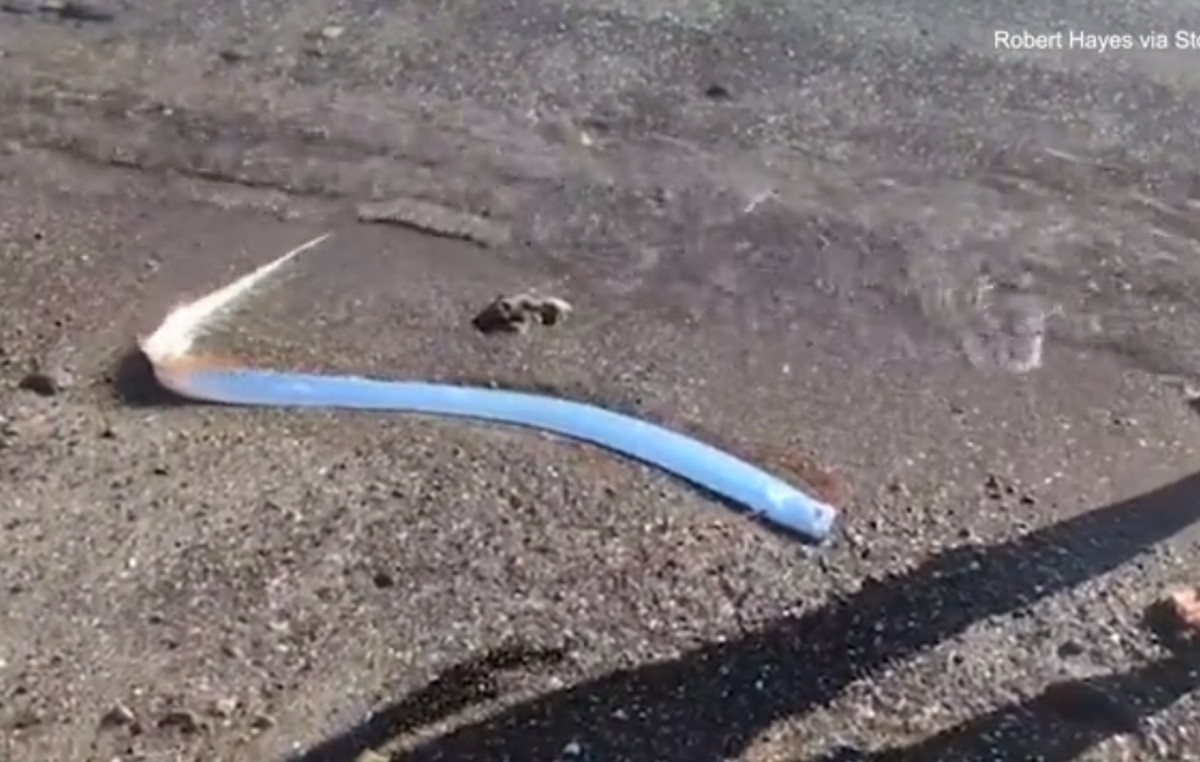 Κακός οιωνός από τα βάθη του ωκεανού – Σπάνιο ψάρι ξεβράστηκε στην ακτή ...