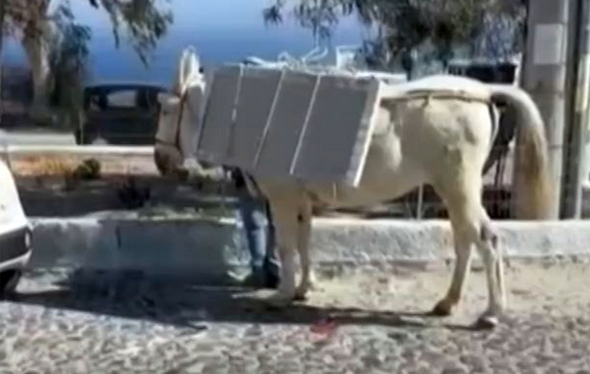 Με τα γαϊδουράκια μεταφέρουν τα οικοδομικά υλικά στη Σαντορίνη – Τον ...