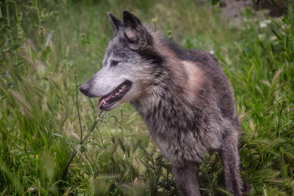 Εισαγγελική εντολή στην Πάρνηθα: Συλλάβετε τους λύκους! - eisangeliki ...