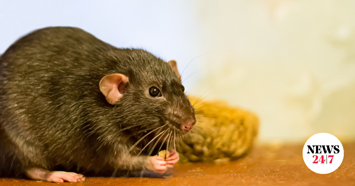 Αρουραίος - γίγας σπέρνει πανικό στη Βρετανία - Ανησυχούν οι τοπικές ...