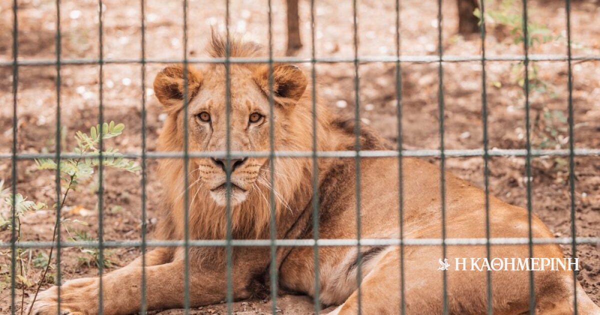 Νεκρός 19χρονος που μπήκε σε λάκκο με λιοντάρια σε ζωολογικό κήπο ...